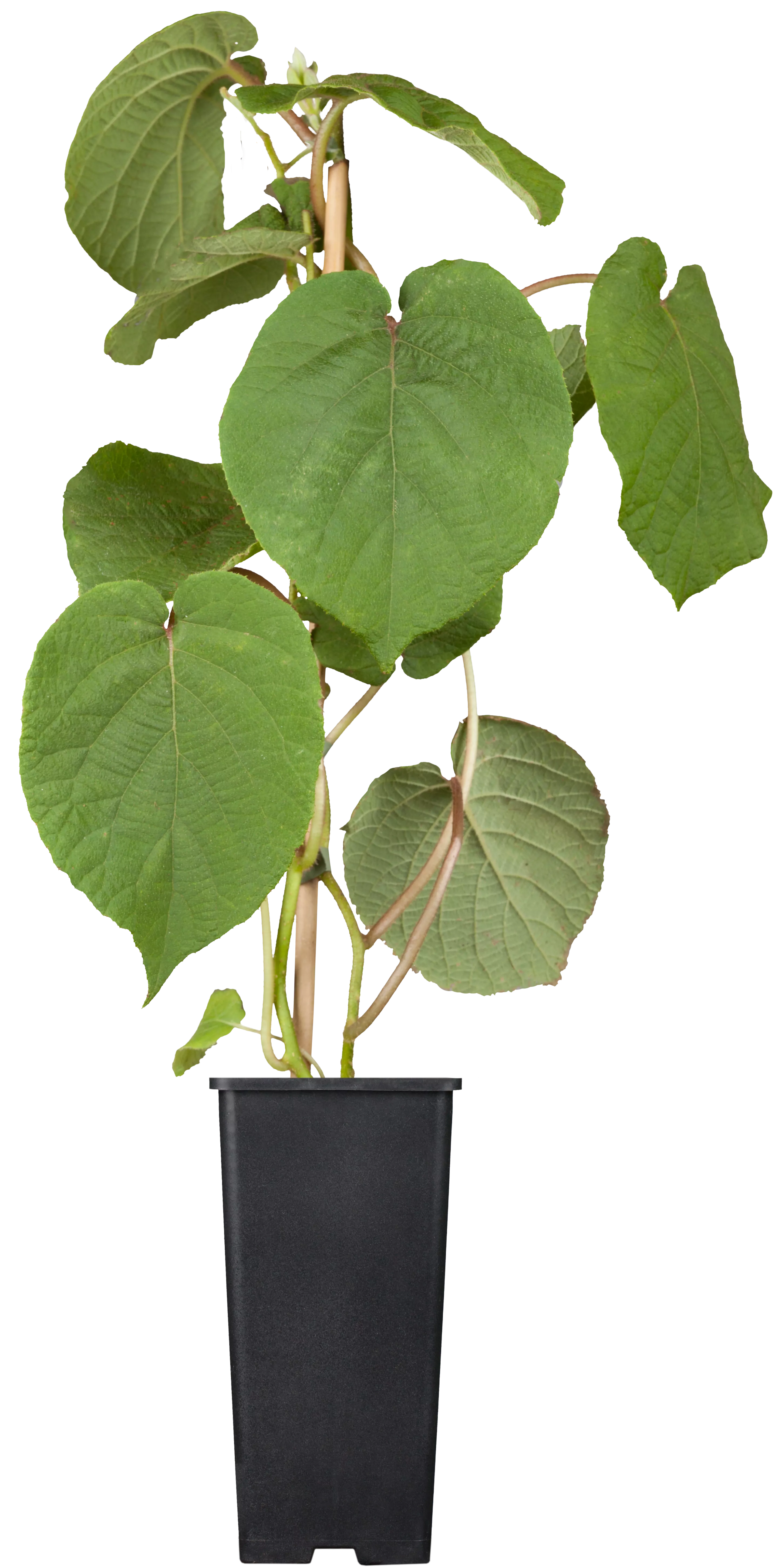 Elegantes Actinidia Chinensis Jenny Bilder