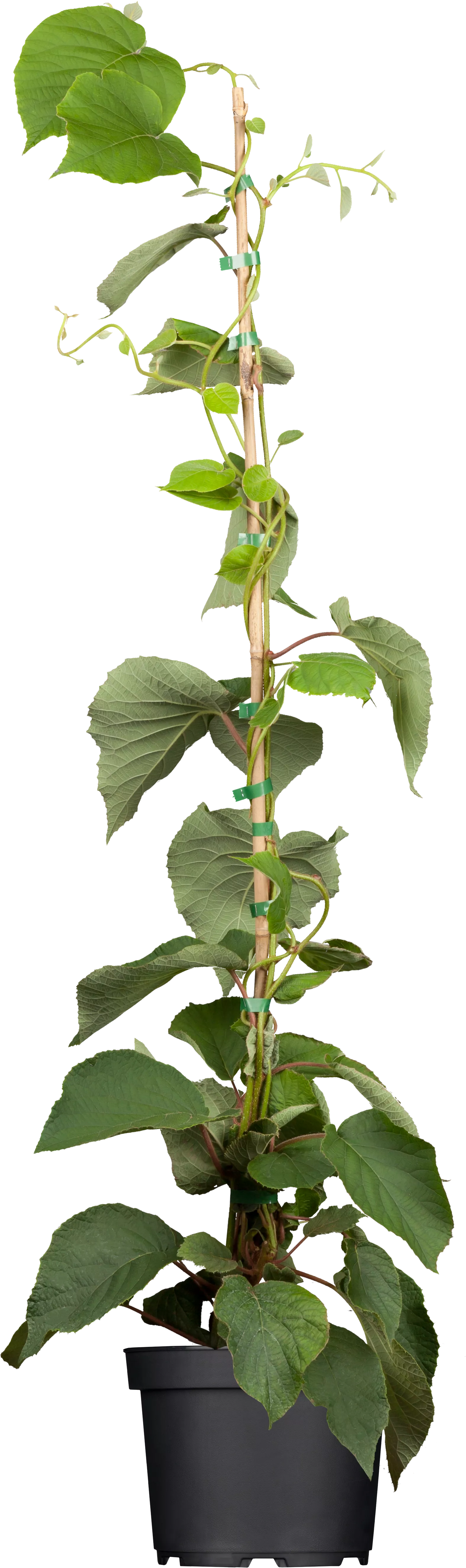 Actinidia chinensis 'Solo', Kiwi 'Solo'