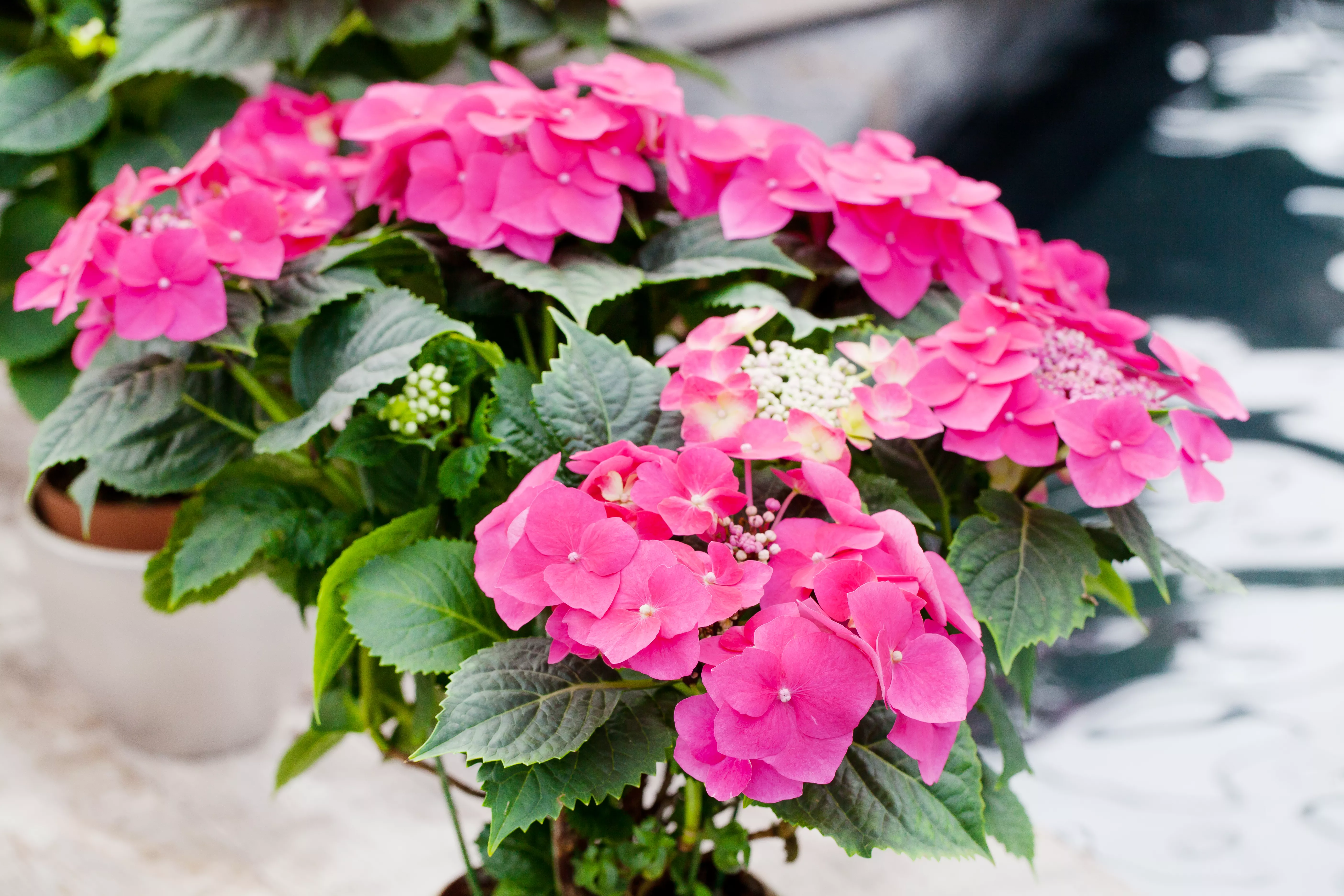 Hydrangea macrophylla 'Bouquet Rose', Bauernhortensie 'Bouquet Rose'