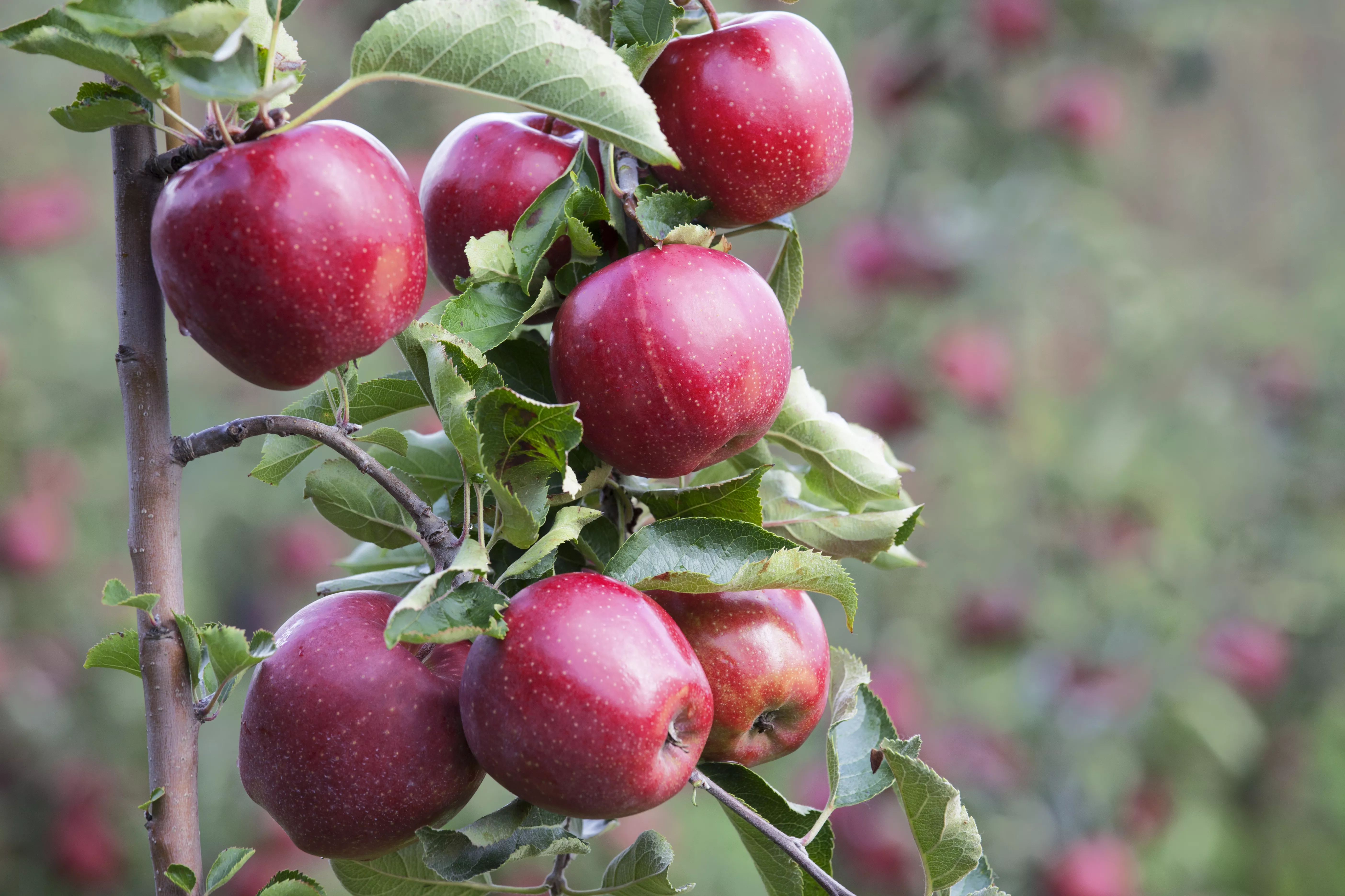 Malus domestica 'Jonagold', Apfel 'Jonagold'