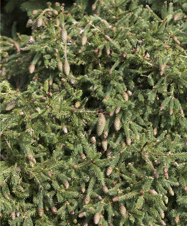 Picea abies 'Pusch', Zapfenfichte 'Pusch'
