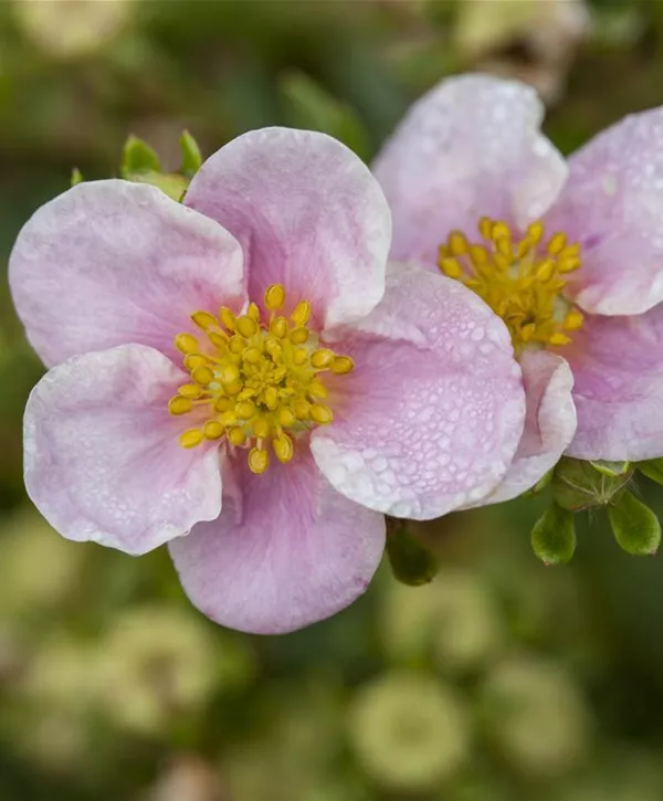Potentilla fruticosa 'Princess'®, Fingerstrauch 'Princess'®