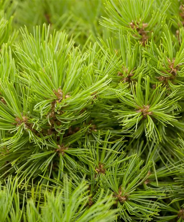 Pinus densiflora 'Low Glow', Japanische Rot-Kiefer 'Low Glow'