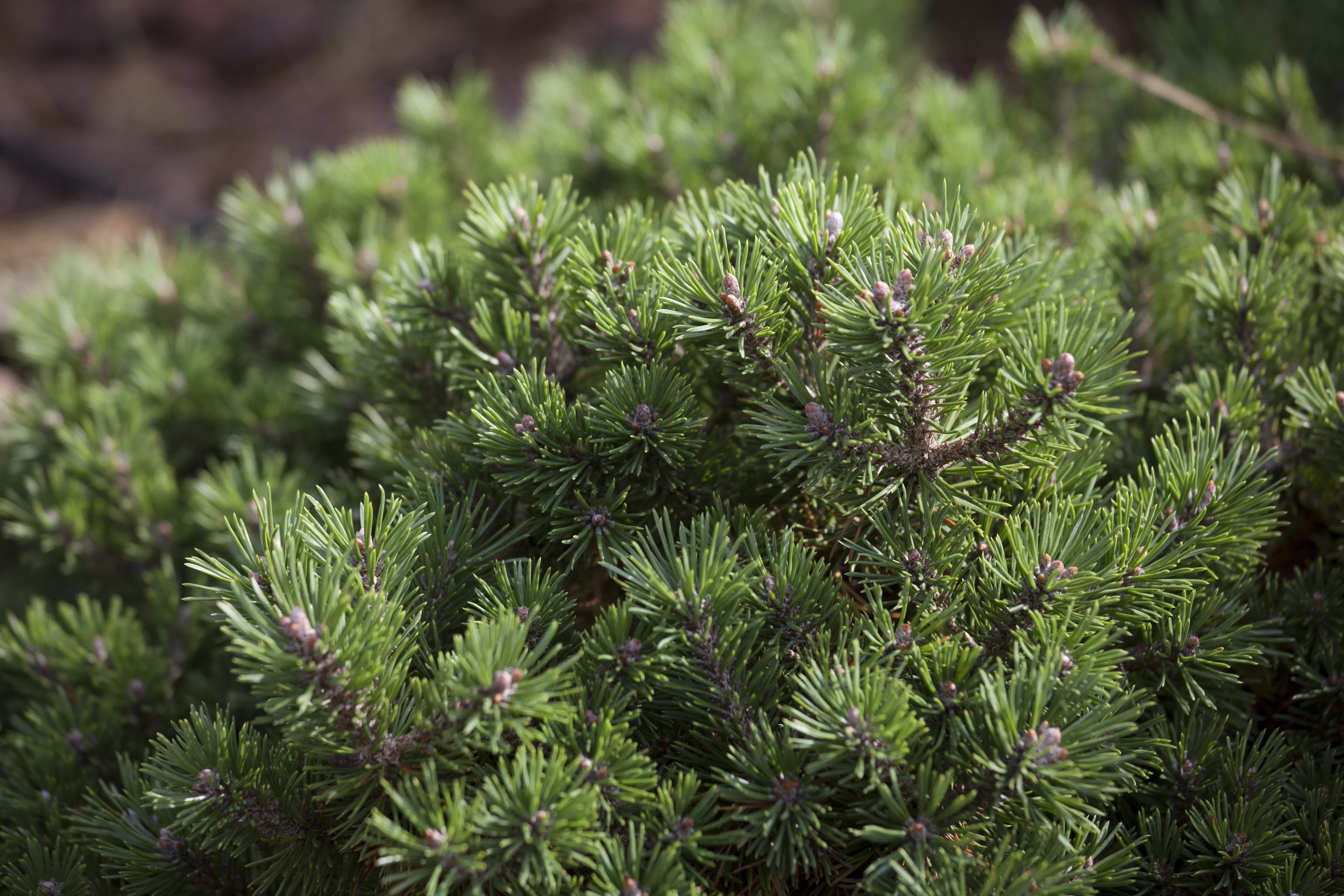 Pinus mugo 'Mini Mops', Kugel-Kiefer 'Mini Mops'