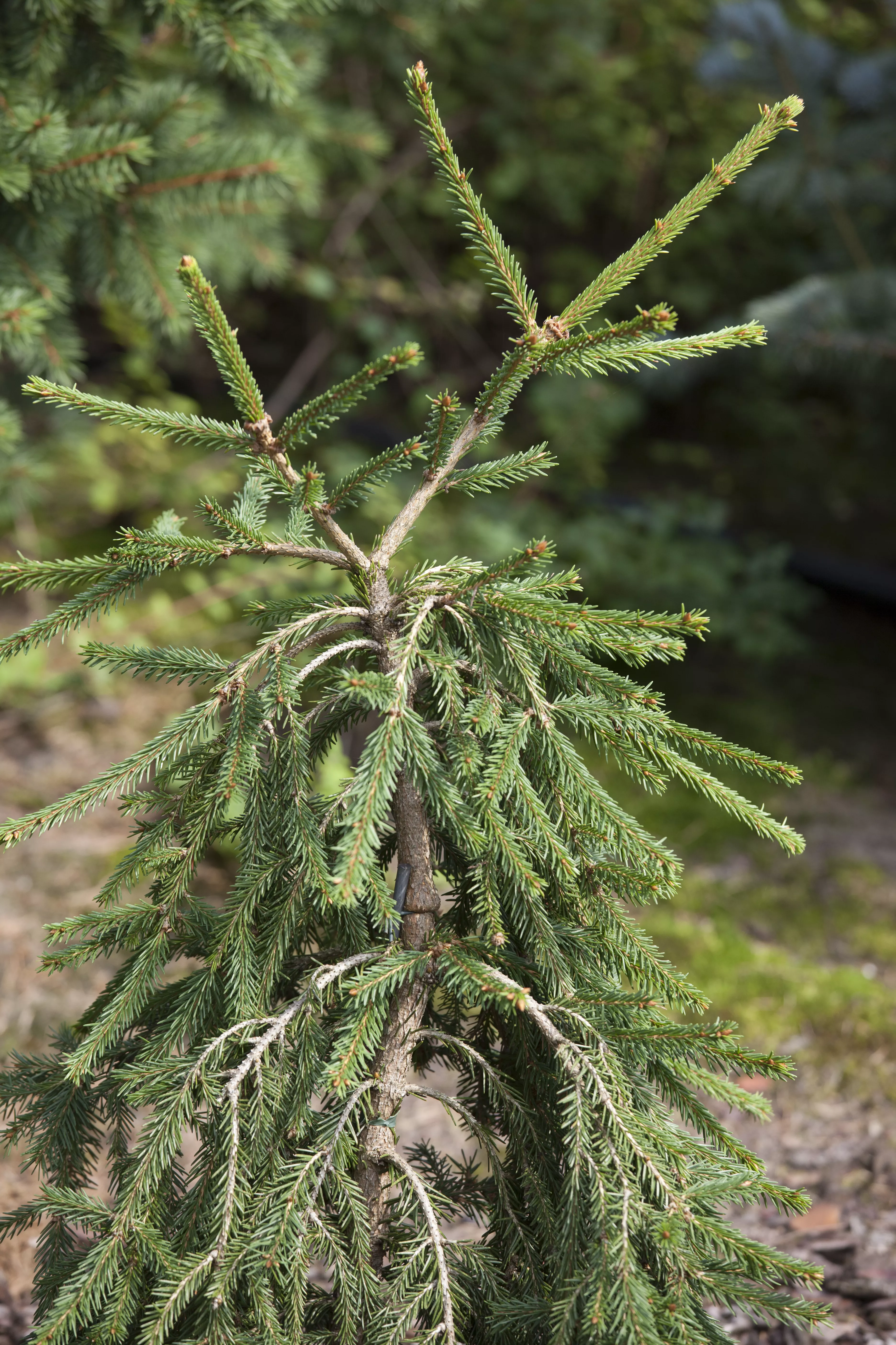 Picea abies 'Frohburg', Hänge-Fichte 'Frohburg'