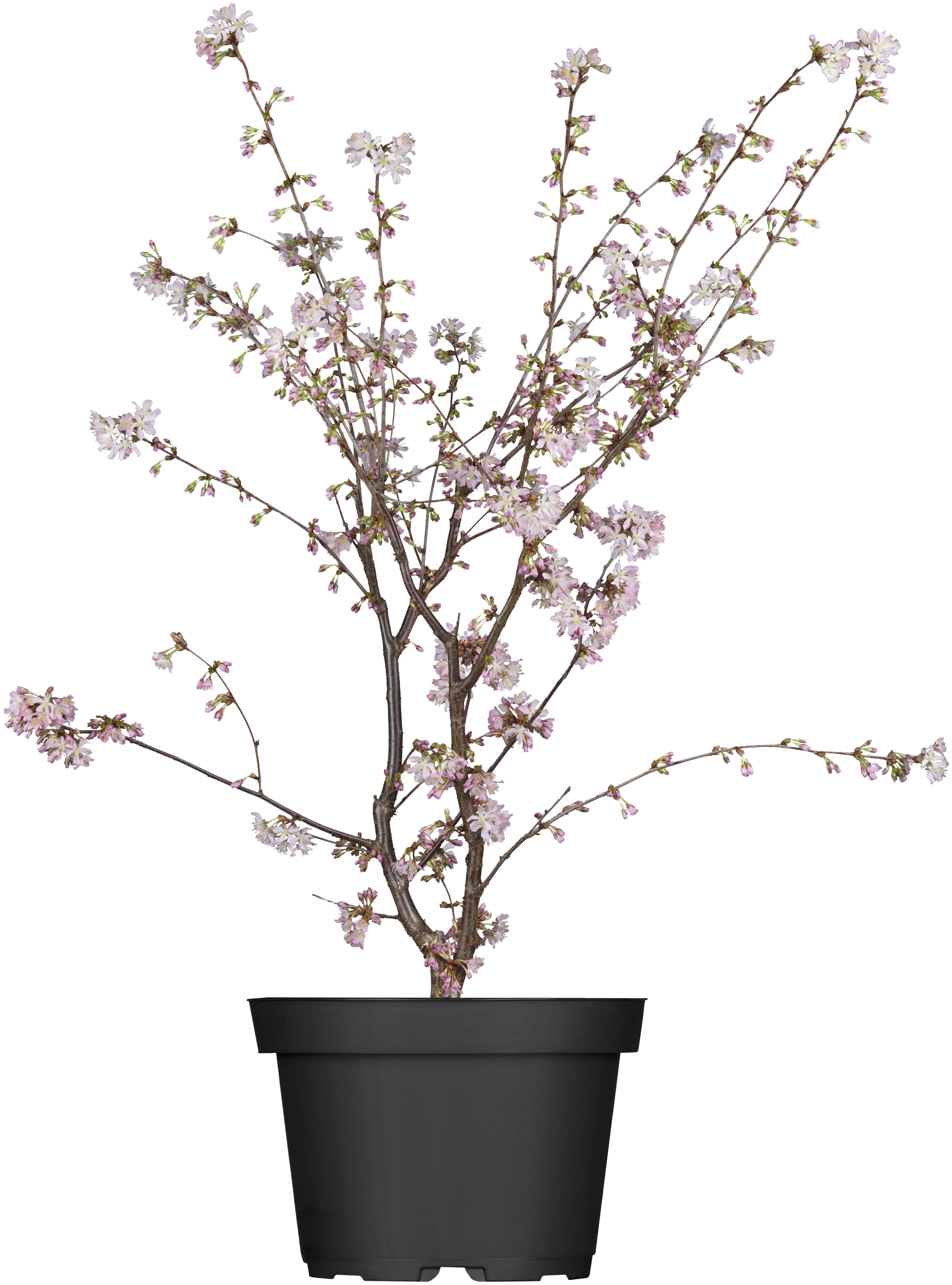 Prunus kurilensis 'Ruby', Kurilenkirsche 'Ruby'