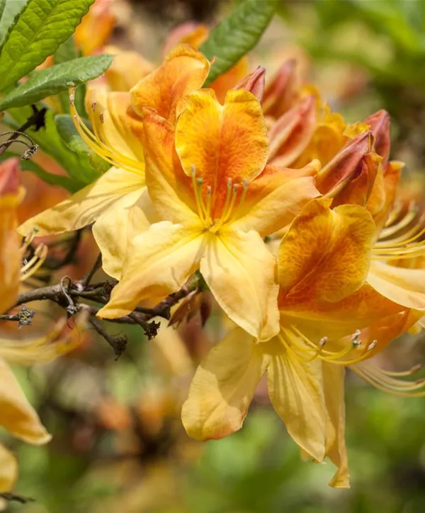 Rhododendron luteum 'Golden Flare', Sommergrüne Azalee 'Golden Flare'