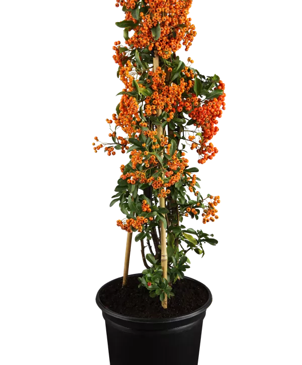 Luxus Feuerdorn Pyracantha Red Column Bilder