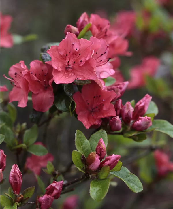 Rhododendron obtusum, Japanische Azalee