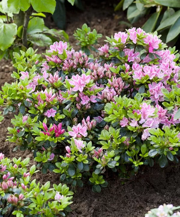 Rhododendron obtusum 'Rokoko', Japanische Azalee 'Rokoko'