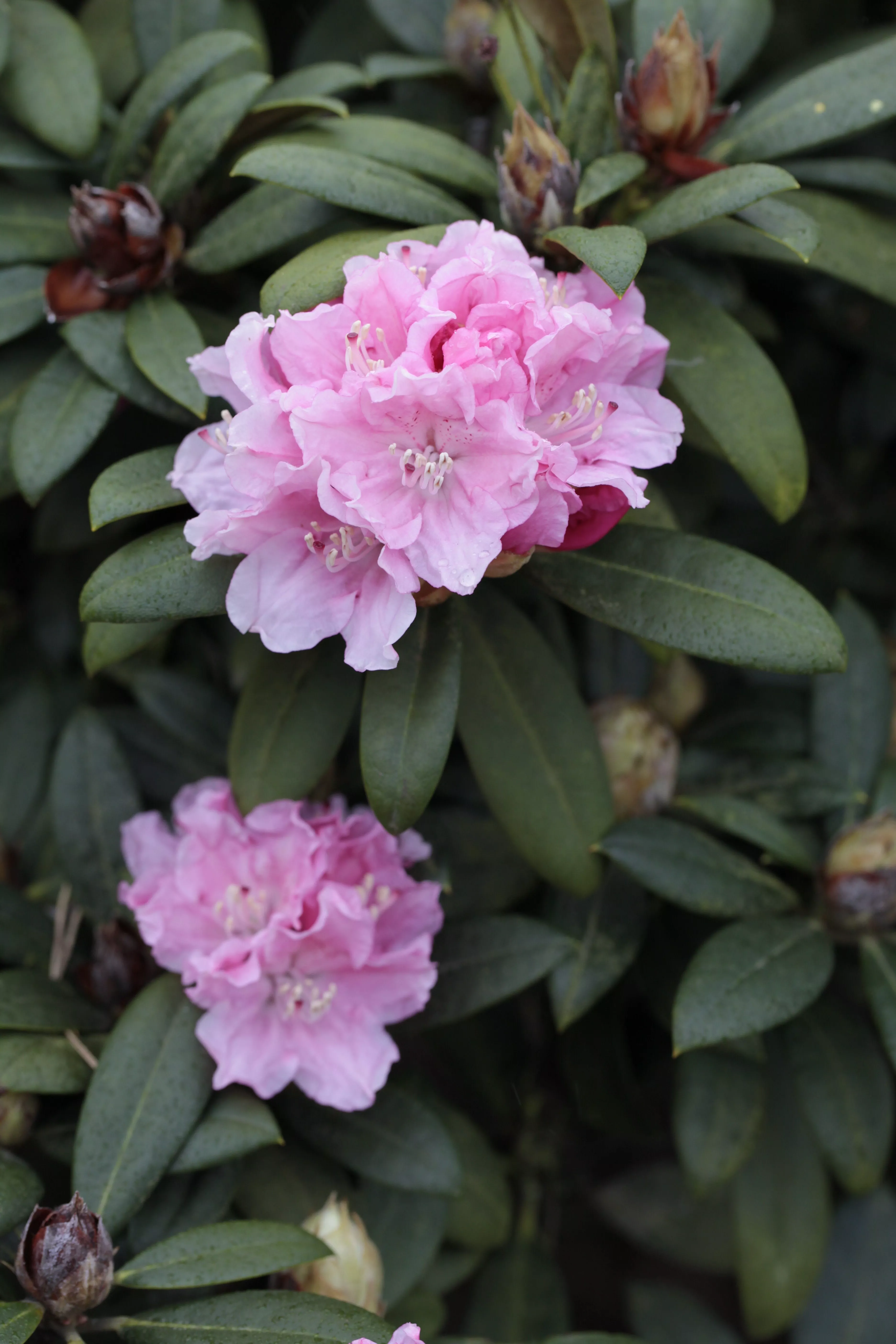 Rhododendron 'Roseum Elegans', Rhododendron-Hybride 'Roseum Elegans'
