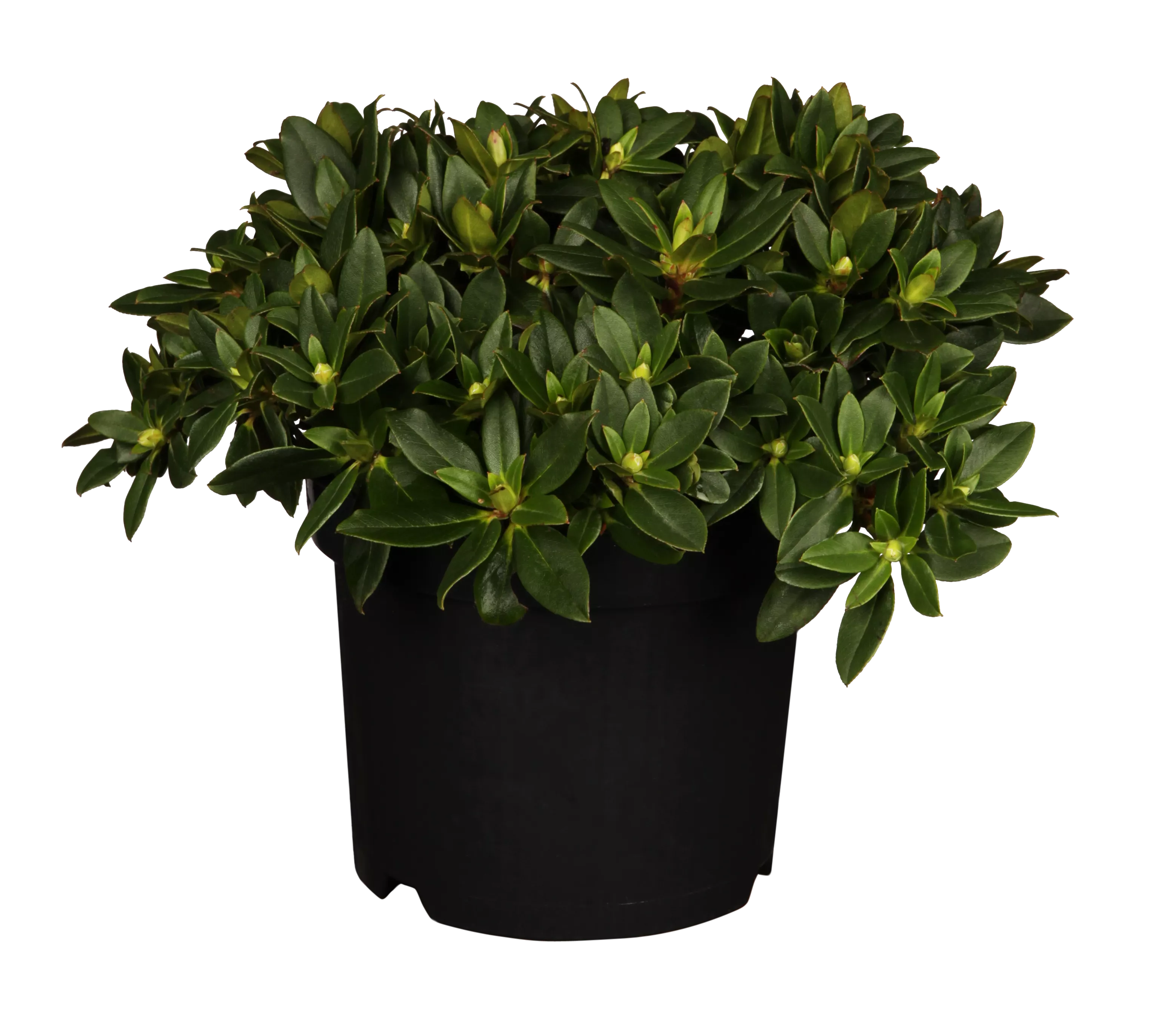 Rhododendron 'Patty Bee', Keiskei-Rhododendron 'Patty Bee'