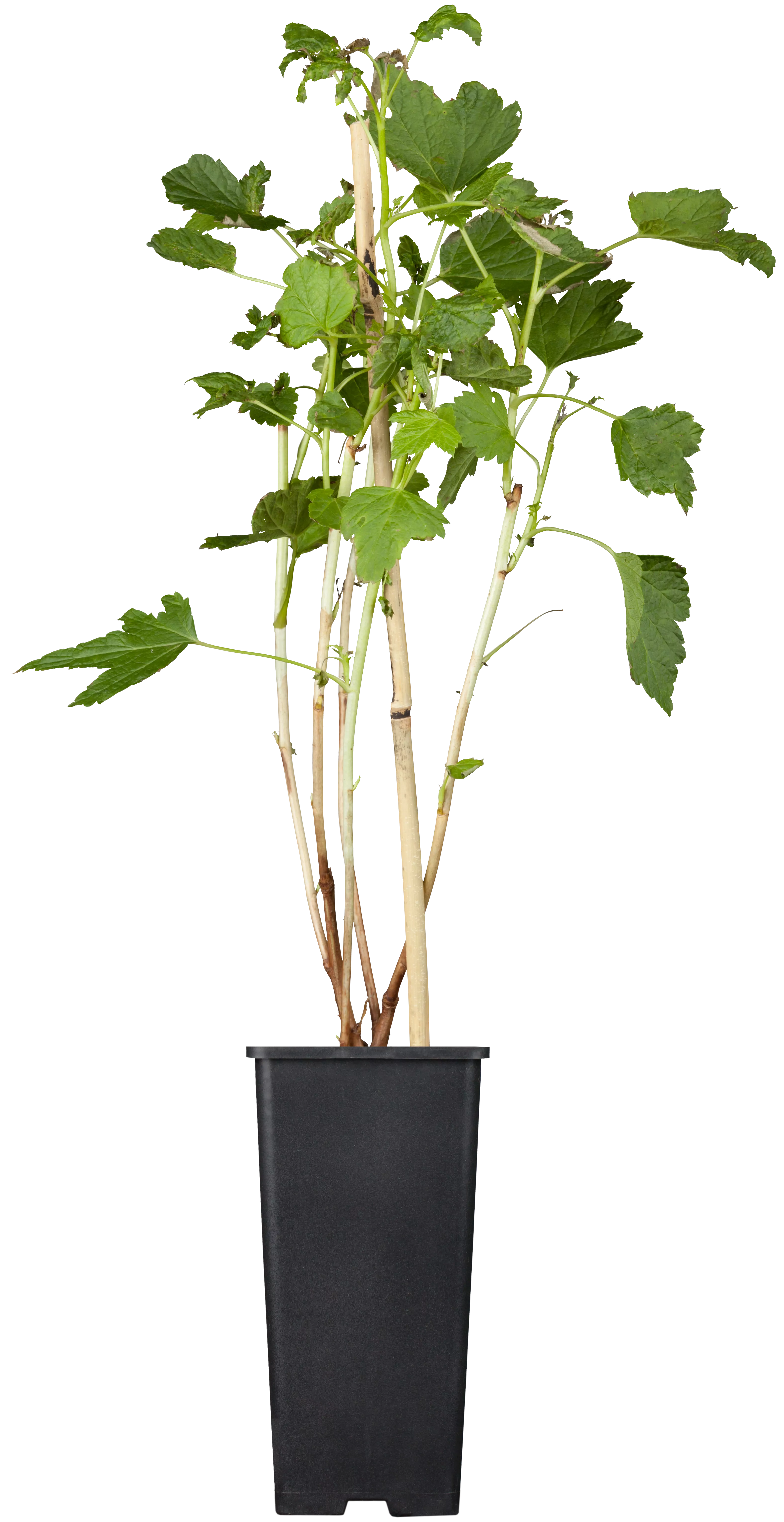 Ribes nigrum 'Titania'(s), Johannisbeere 'Titania'(s)