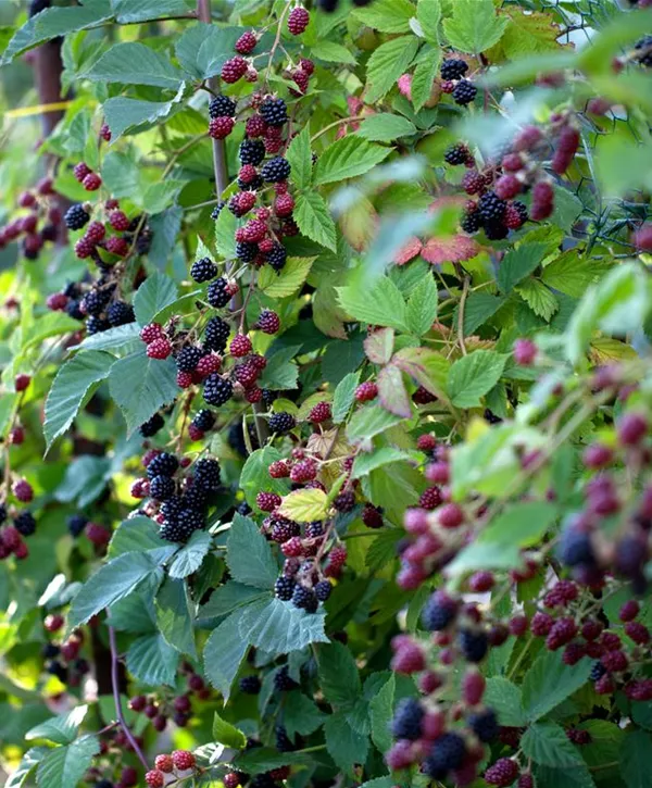 Rubus fruticosus 'Loch Ness'(s), Brombeere 'Loch Ness'(s)