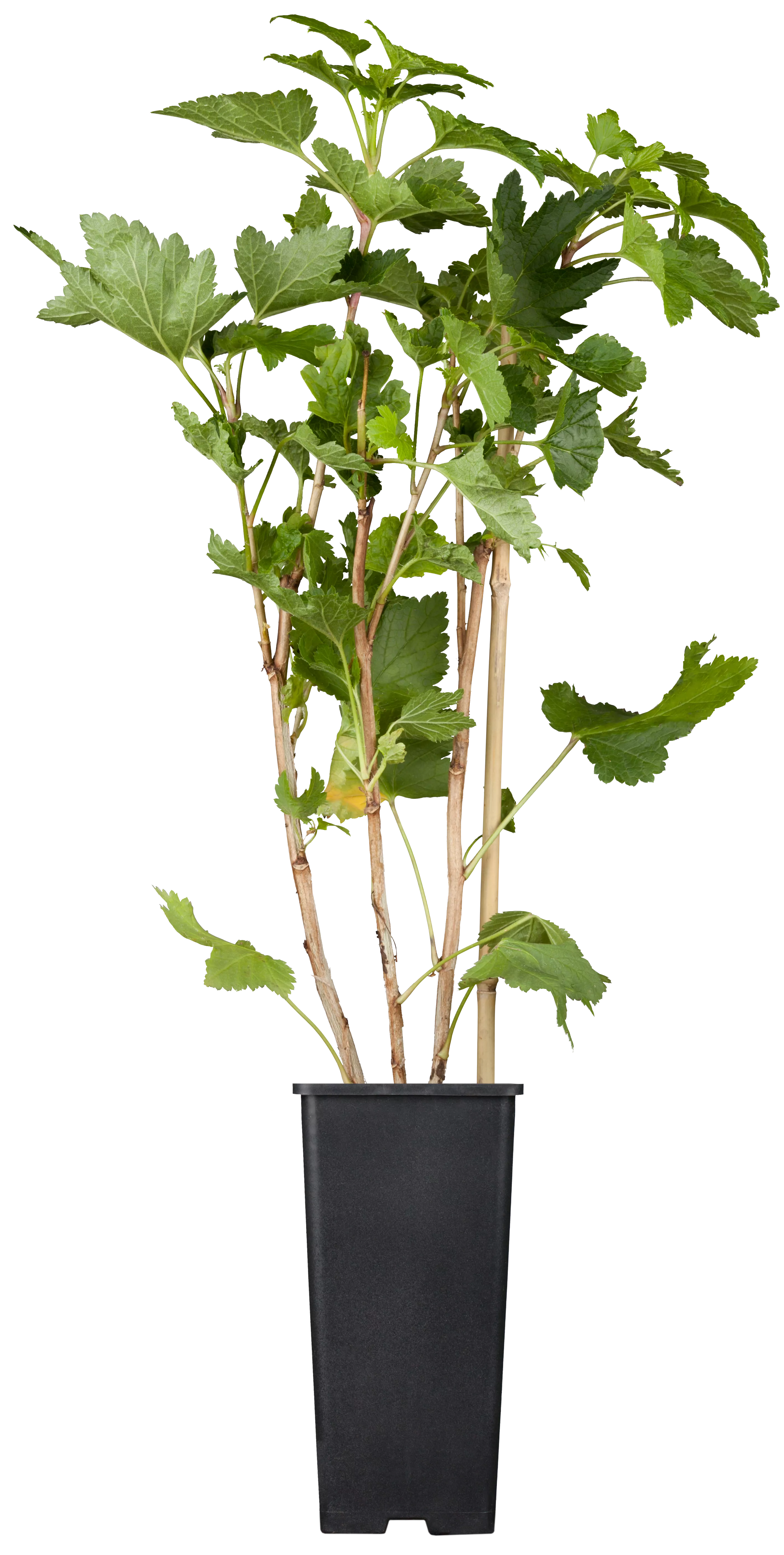 Ribes rubrum 'Werdavia', Johannisbeere 'Werdavia'