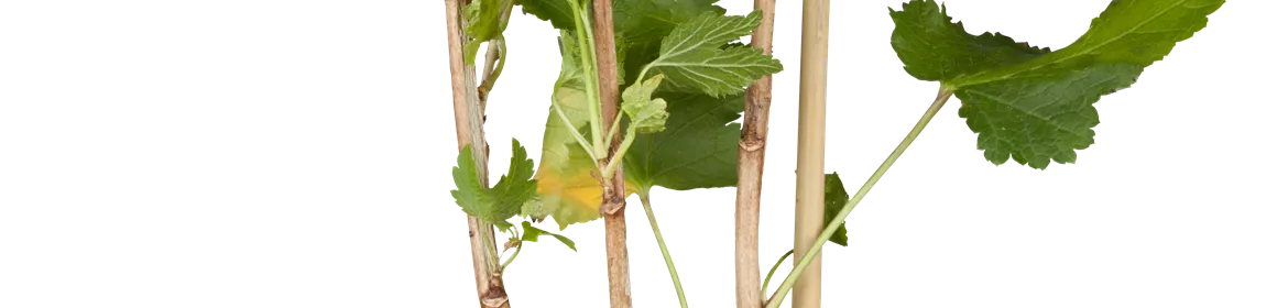 Ribes rubrum 'Werdavia', Johannisbeere 'Werdavia'