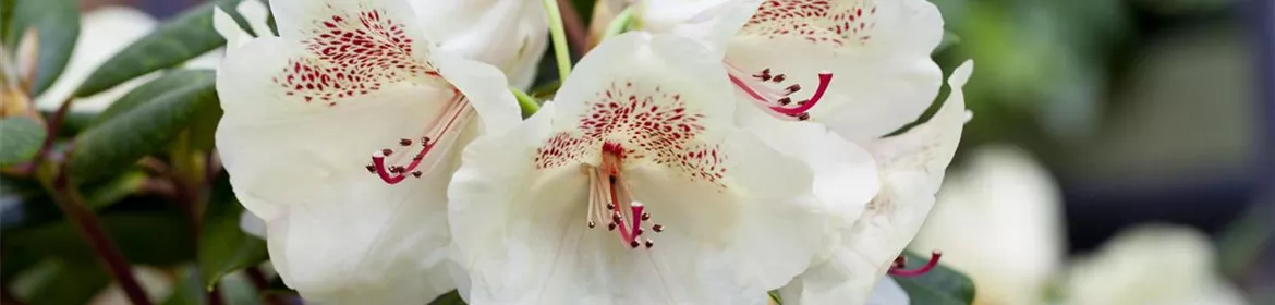 Rhododendron 'Viscy', Rhododendron-Hybride 'Viscy'