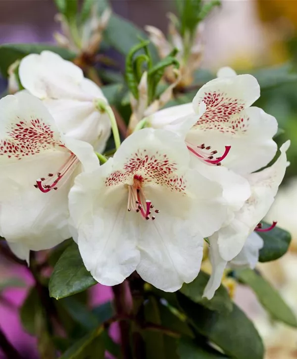 Rhododendron 'Viscy', Rhododendron-Hybride 'Viscy'