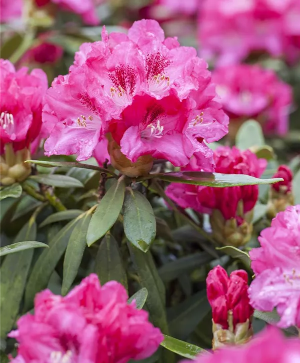 Rhododendron 'Rocket'