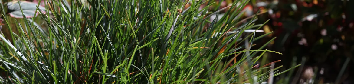 Sesleria caerulea, Moor-Blaugras