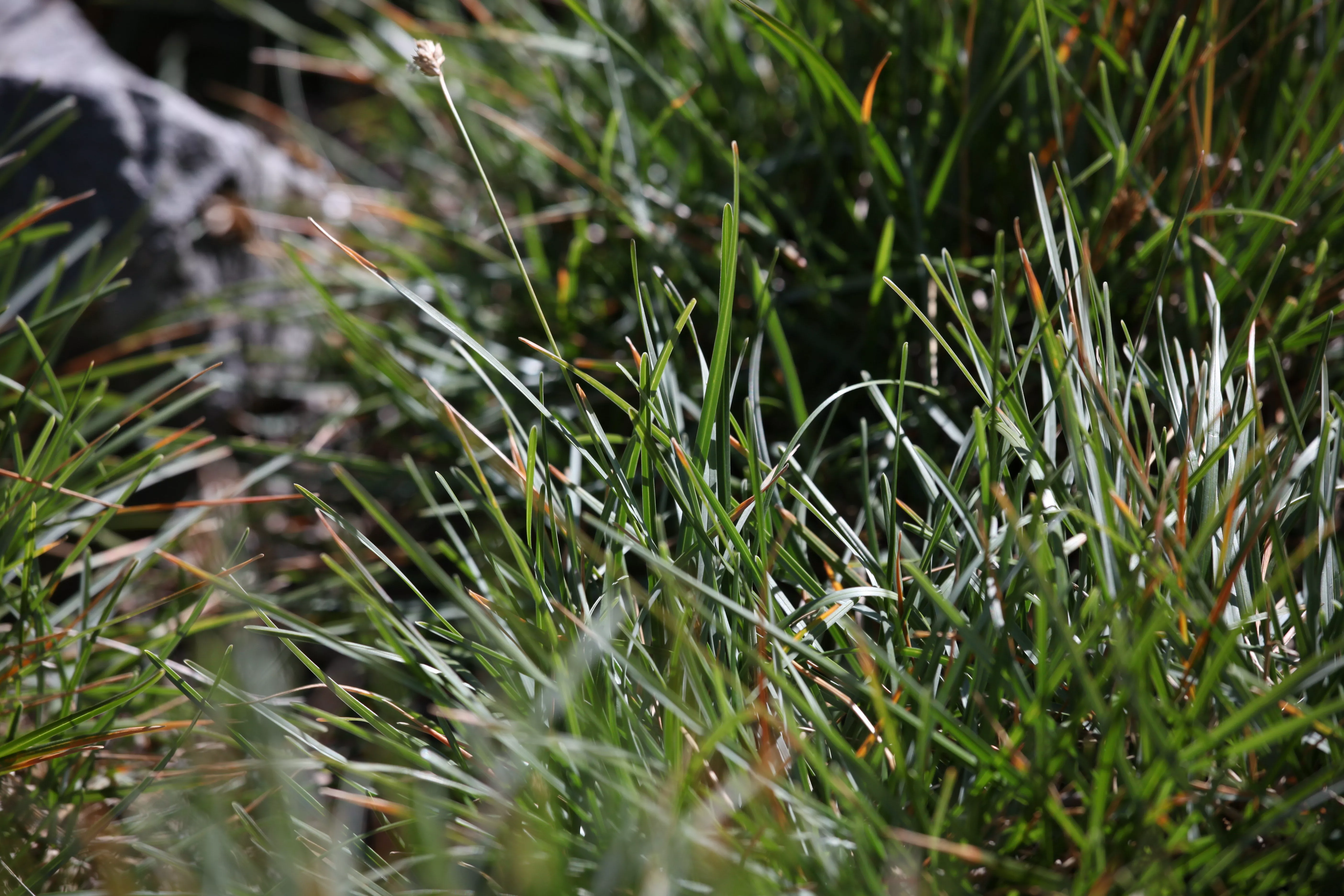 Sesleria caerulea, Moor-Blaugras