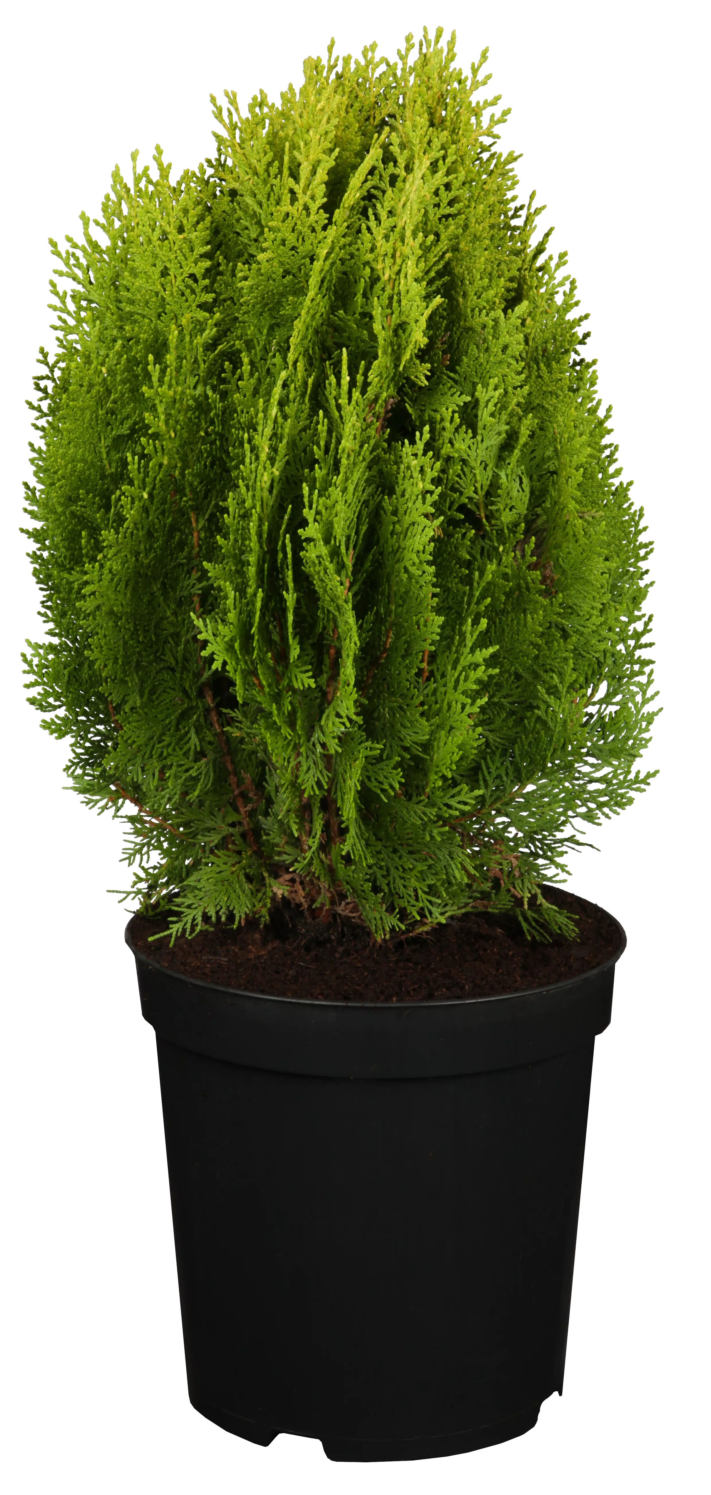Thuja Occidentalis Aurea Nana Gelber Zwerg Lebensbaum Aurea Nana 