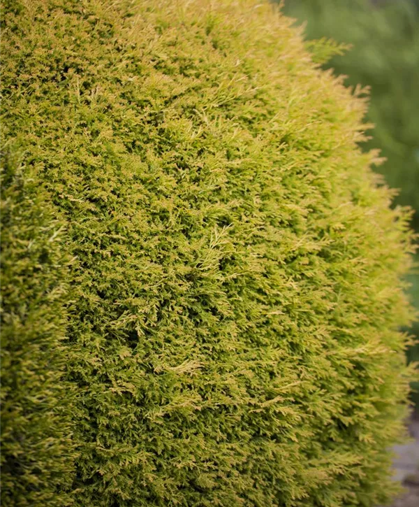 Thuja occidentalis 'Rheingold', Lebensbaum 'Rheingold'