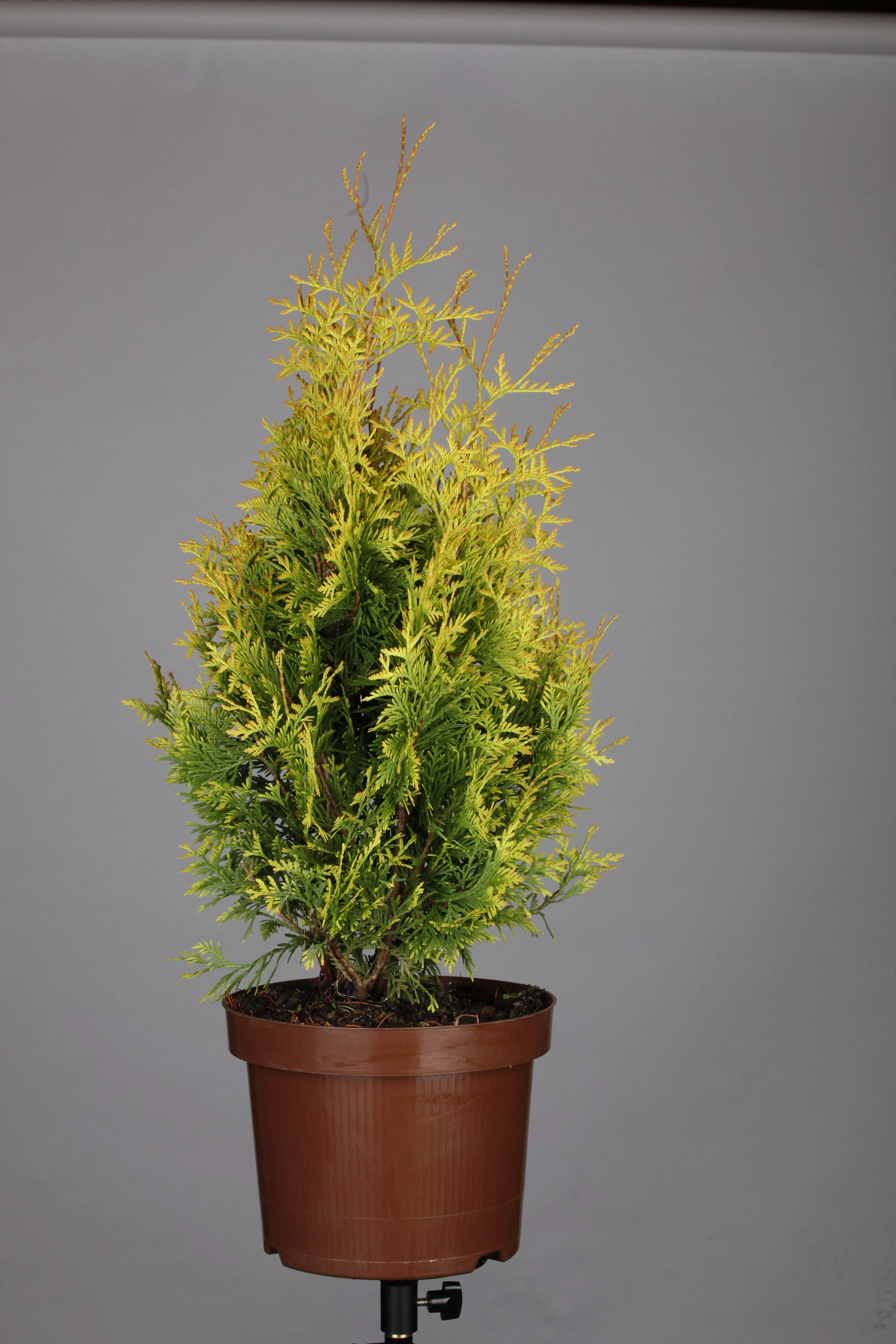Thuja occidentalis 'Sunkist', Lebensbaum 'Sunkist'
