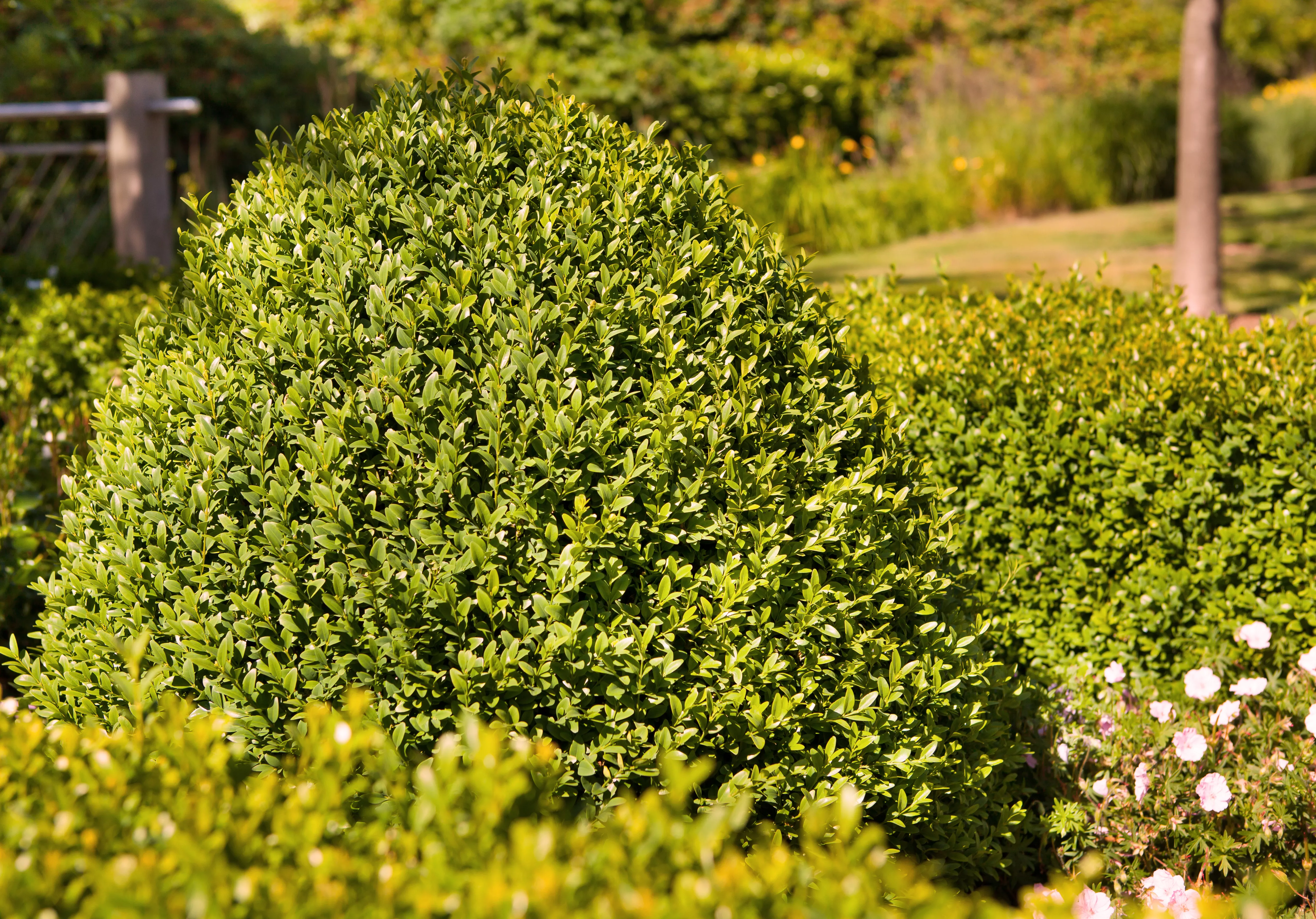 Buxus sempervirens var. arborescens, Hoher Buchsbaum