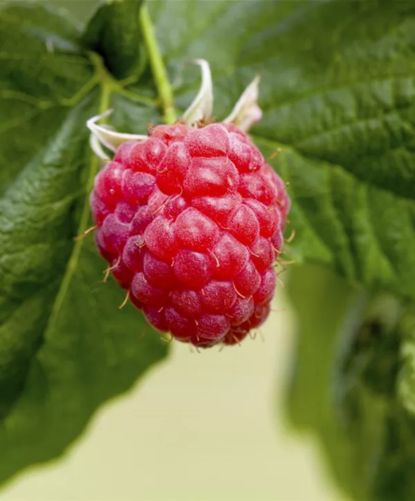 Rubus idaeus 'Tulameen'(s), Himbeere 'Tulameen'(s)