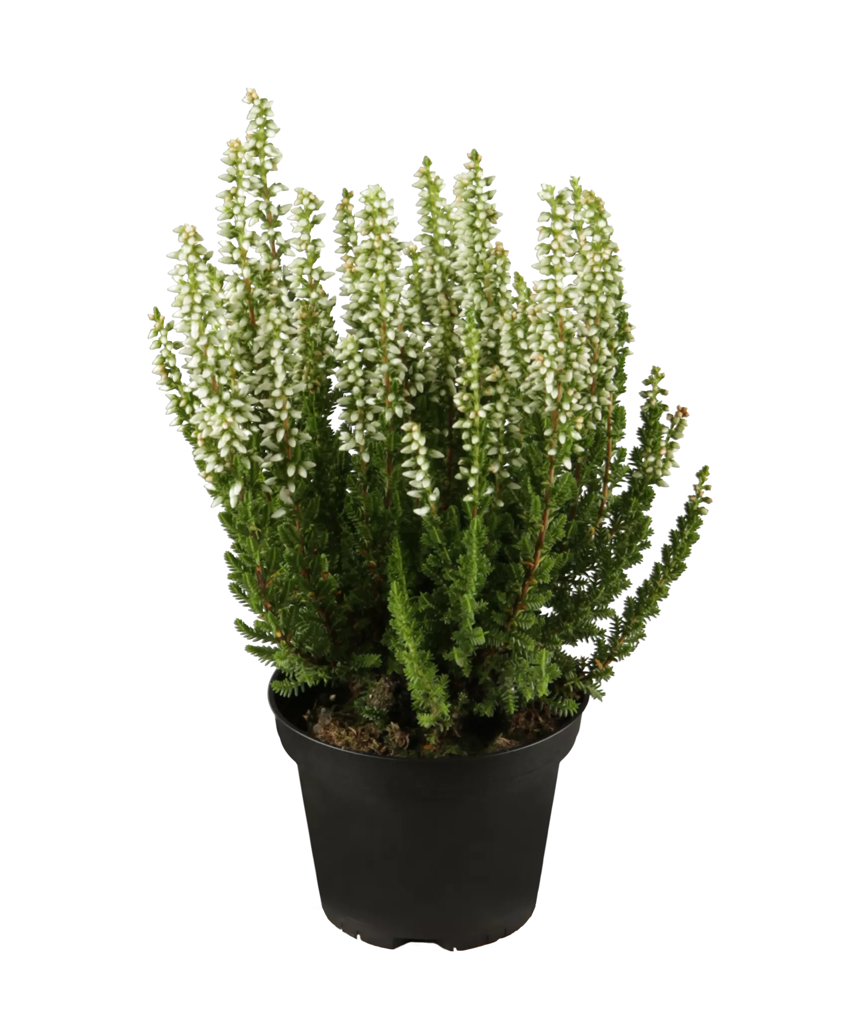 Calluna Beauty Ladies Winterhart