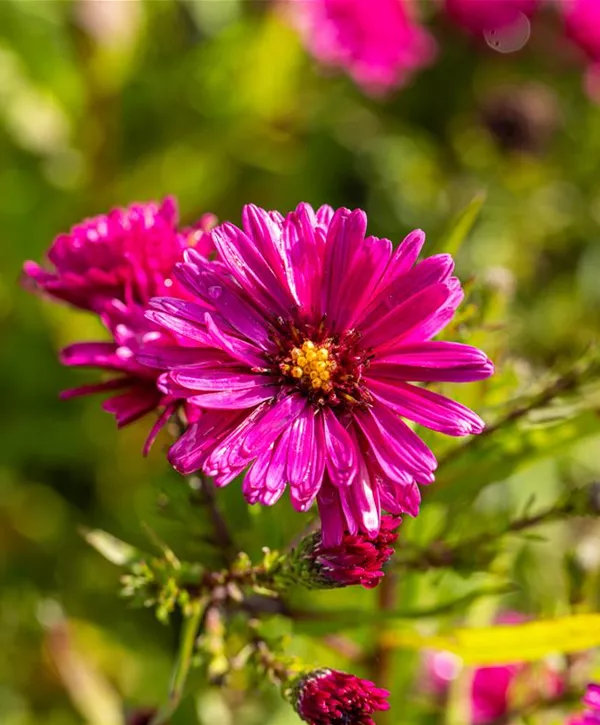 Aster novi-belgii 'Royal Ruby', Garten-Glattblatt-Aster 'Royal Ruby'