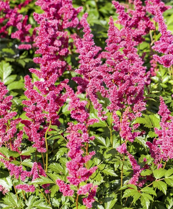 Astilbe japonica 'Mainz', Garten-Prachtspiere 'Mainz'