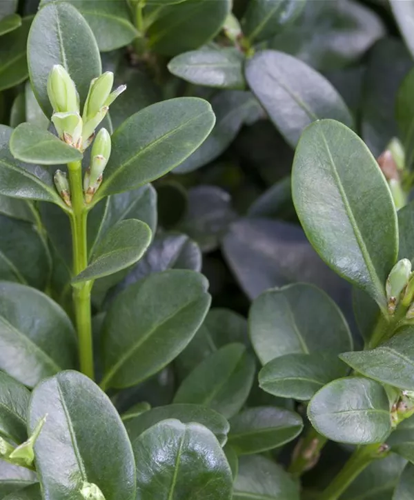 Buxus sempervirens 'Rotundifolia', Buchsbaum 'Rotundifolia'