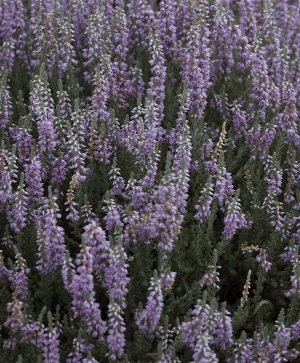 Calluna vulgaris 'Silver Knight', Besenheide 'Silver Knight'