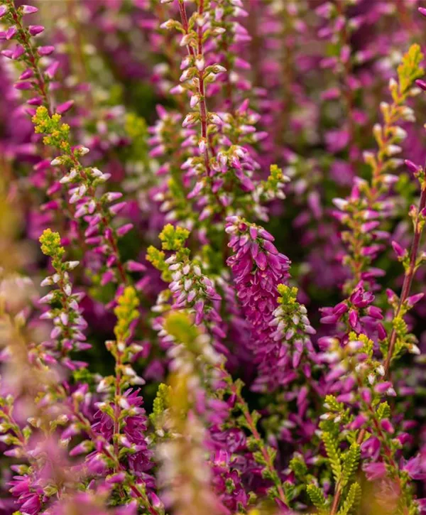 Calluna vulgaris 'Con Brio', Besenheide 'Con Brio'