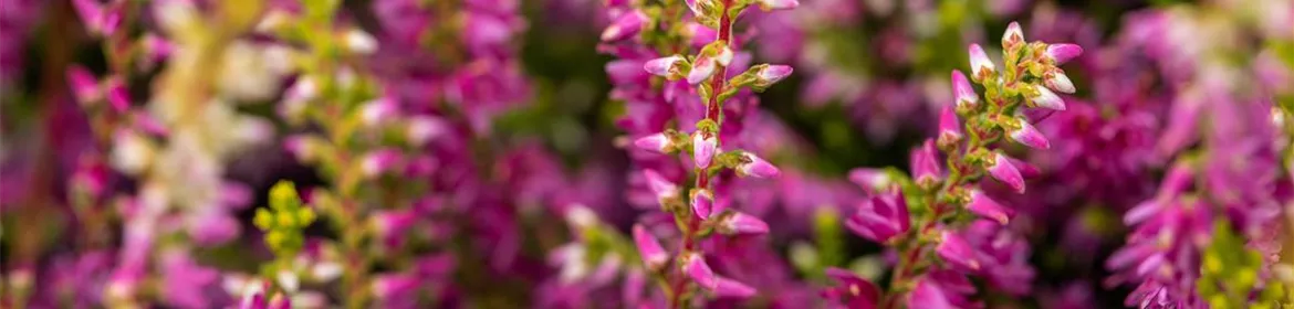 Calluna vulgaris 'Con Brio', Besenheide 'Con Brio'