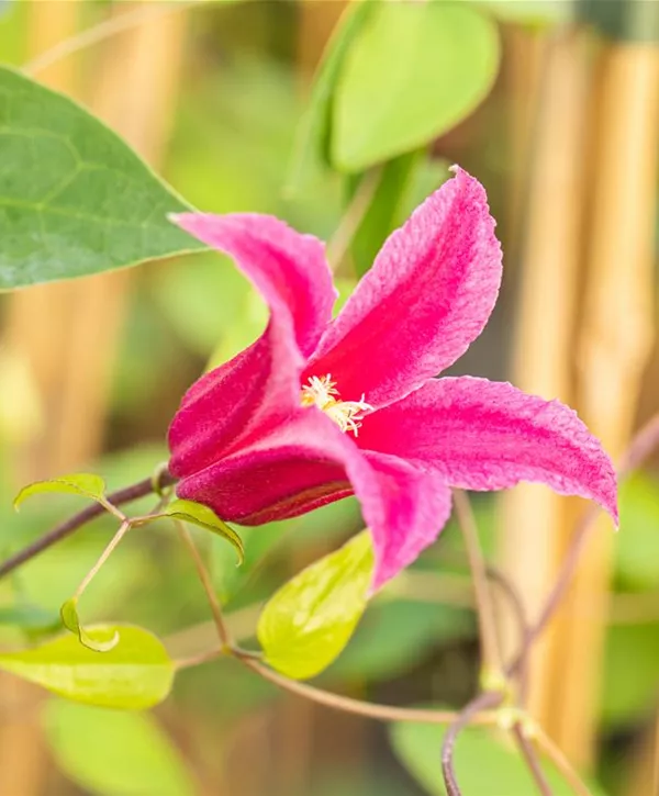 Clematis alpina 'Ruby', Alpen-Waldrebe 'Ruby'