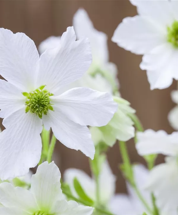 Clematis forsteri 'Early Sensation', Waldrebe 'Early Sensation'