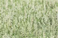 Calluna vulgaris 'Spring Cream', Besenheide 'Spring Cream'
