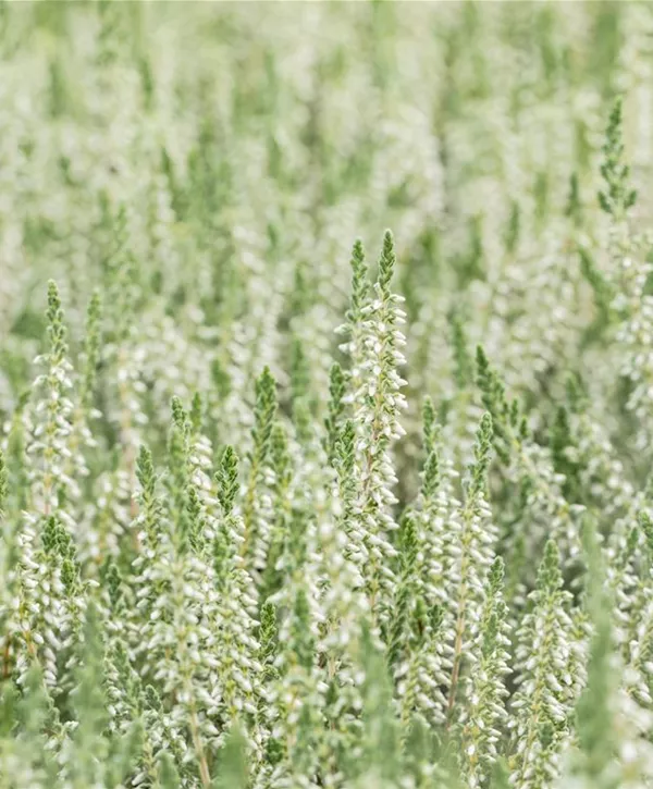 Calluna vulgaris 'Spring Cream', Besenheide 'Spring Cream'