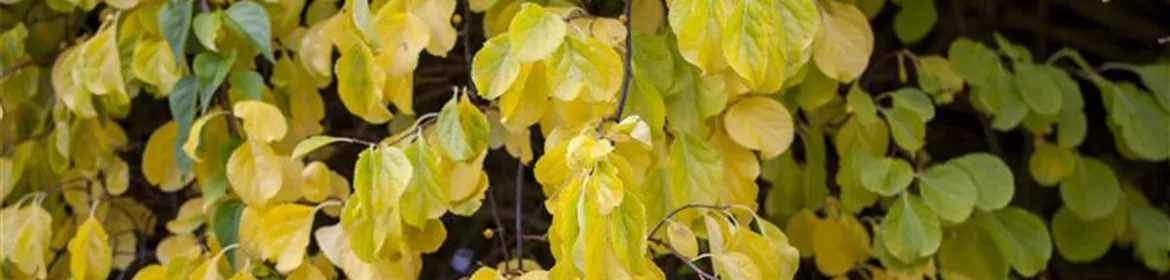 Celastrus orbiculatus 'Hercules', Chinesischer Baumwürger, männlich ...