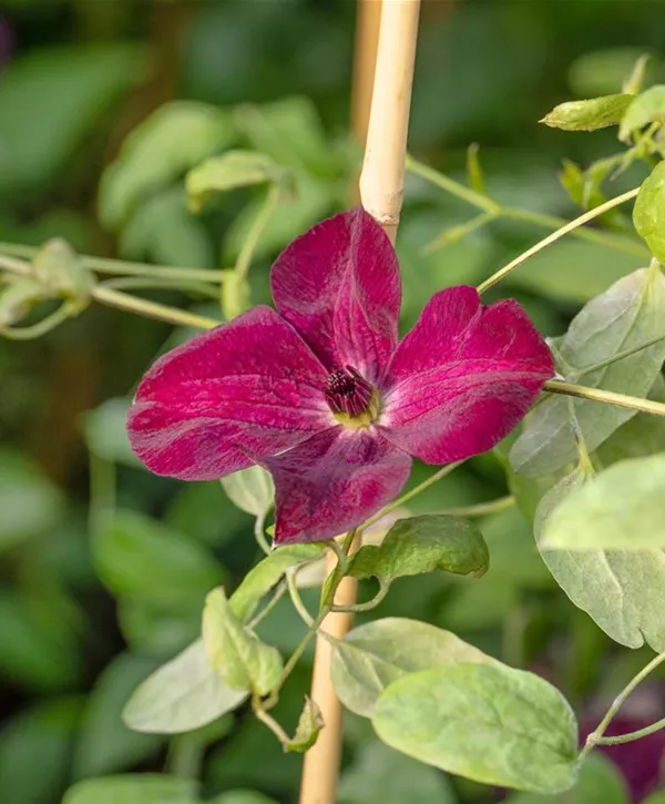 Clematis viticella 'Margot Koster', Italienische Waldrebe 'Margot Koster'