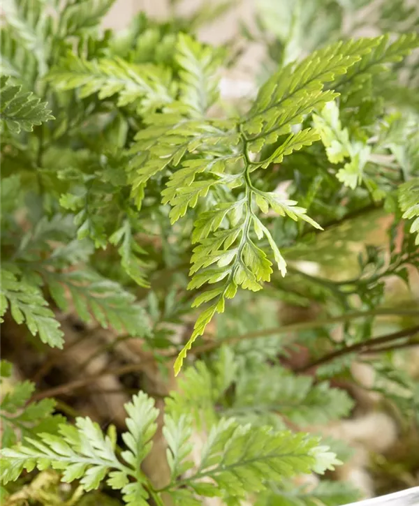 Davallia bullata, Hasenpfotenfarn