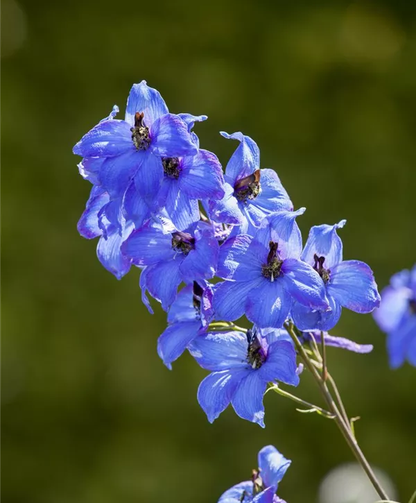 Delphinium x elatum, Hoher Rittersporn