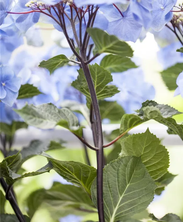 Hydrangea 'Black Steel'®, Gartenhortensie 'Black Steel'®