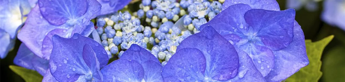 Hydrangea 'Black Steel'®, Gartenhortensie 'Black Steel'®