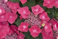 Hydrangea macrophylla 'Selina', Hortensie 'Selina'