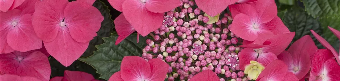 Hydrangea macrophylla 'Selina', Hortensie 'Selina'