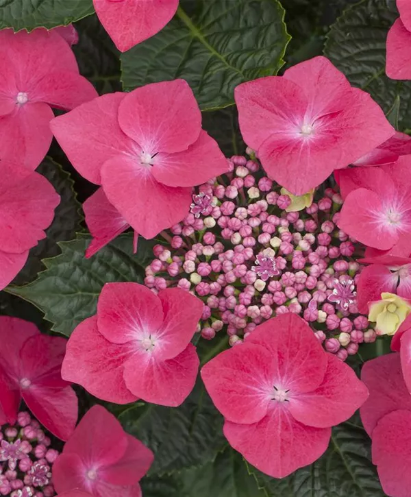 Hydrangea macrophylla 'Selina', Hortensie 'Selina'